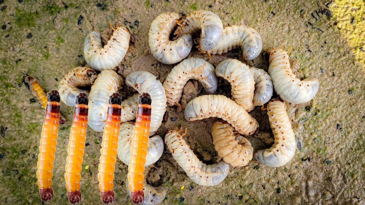 Looking Insect On Grass Meet Beetle Worm And Click Beetles In Coconut ...