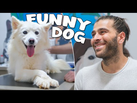 ÇOK SEVİMLİ ve EĞLENCELİ Bir Köpek! (Bacak Bacak Üstüne Atıp Kameraya Poz Verdi!)