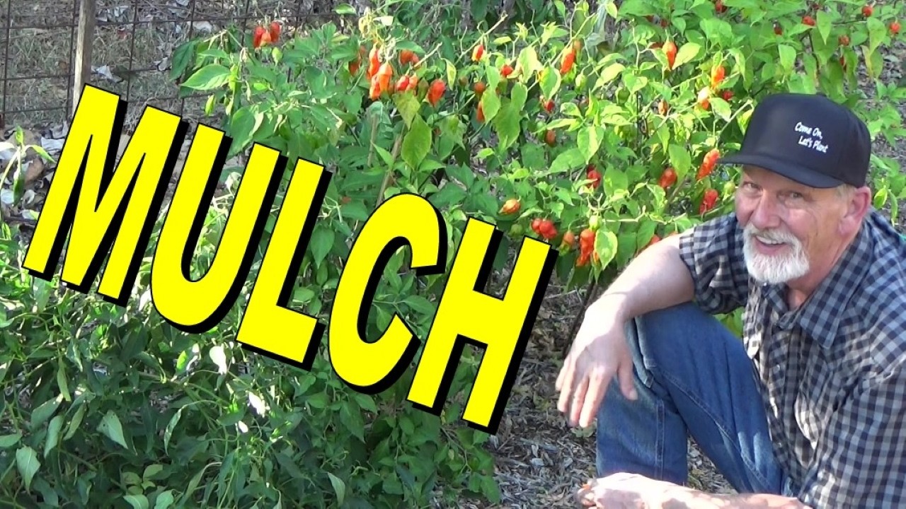 Deep Mulch Gardens Last Longer - YouTube