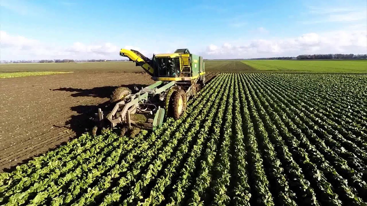 Witlofpennen rooien - YouTube