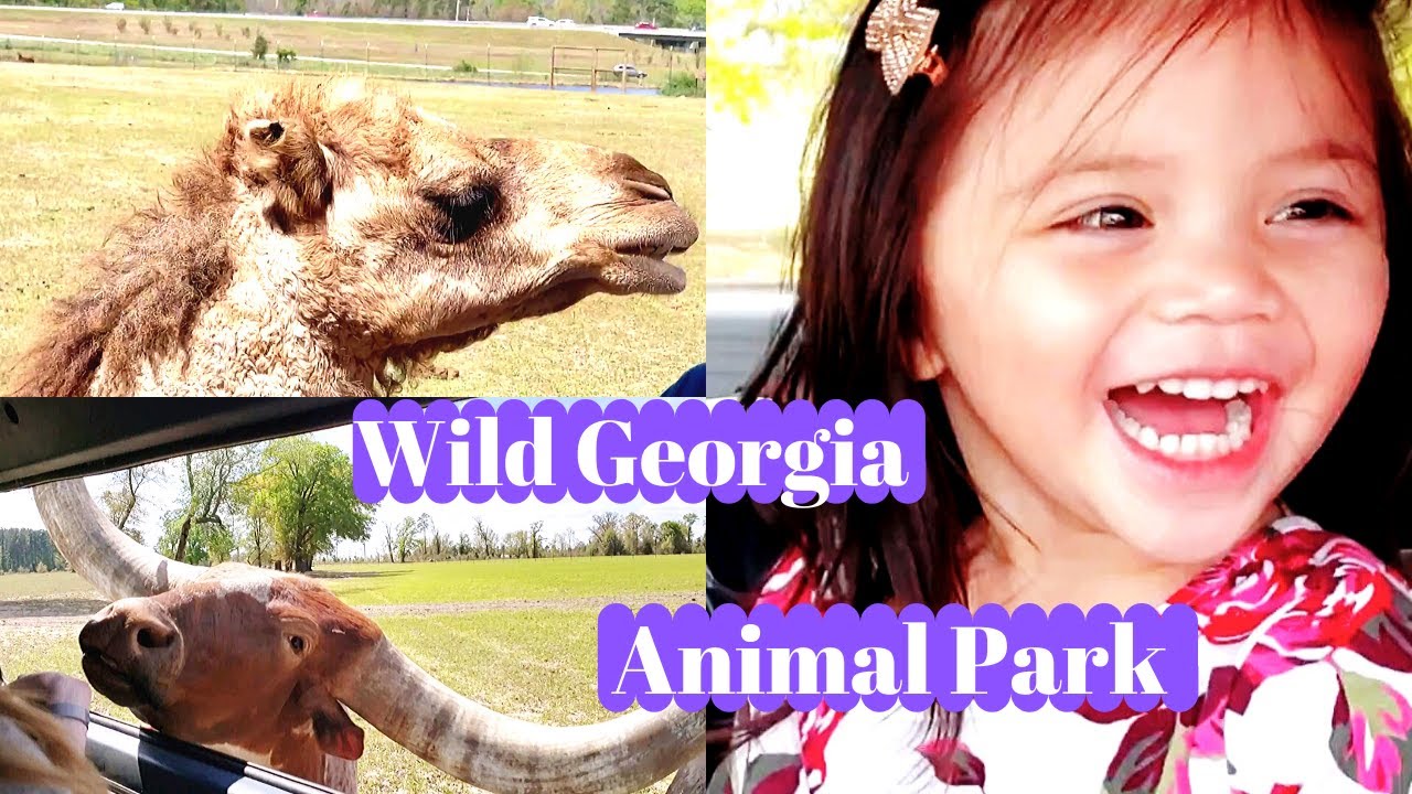 WILD GEORGIA ANIMAL PARK( MOSLEY'S WORLD FAMOUS ANIMAL EXIT FARM) - YouTube