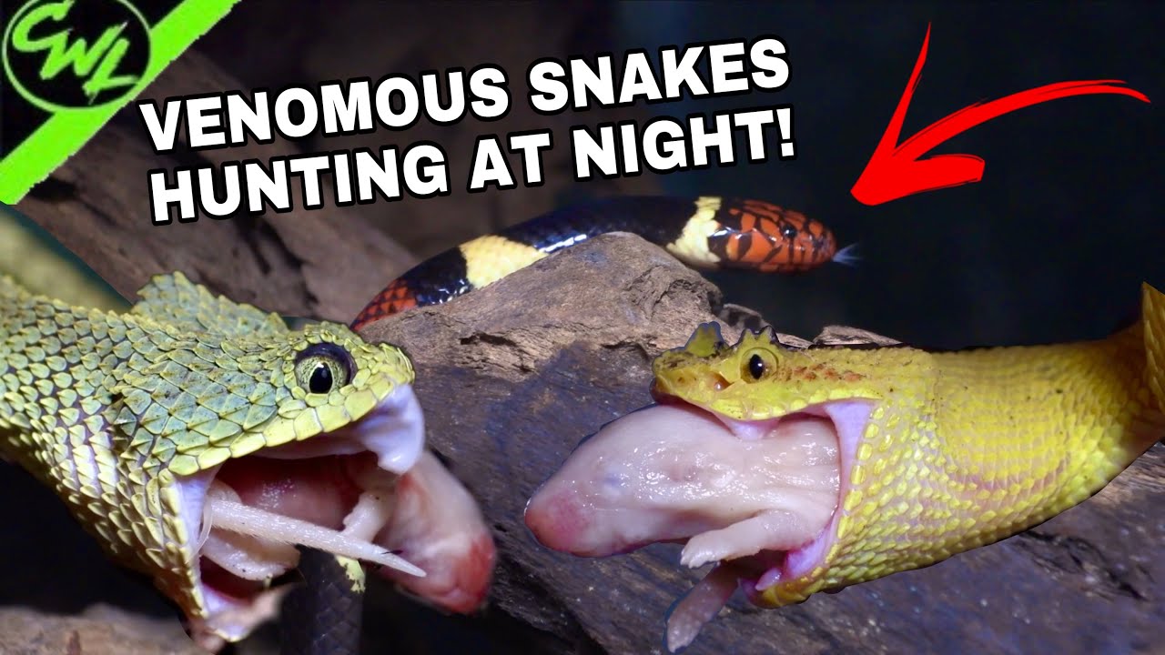 FEEDING VENOMOUS SNAKES AT NIGHT!!! - YouTube