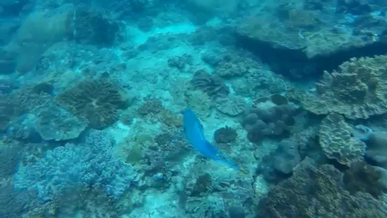 Ember Parrotfish (Redlip parrotfish) - YouTube