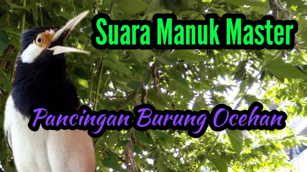 Suara Manuk Masteran Jalak Suren Terbaik, Bikin Ngekek dan Gacor Jalak ...