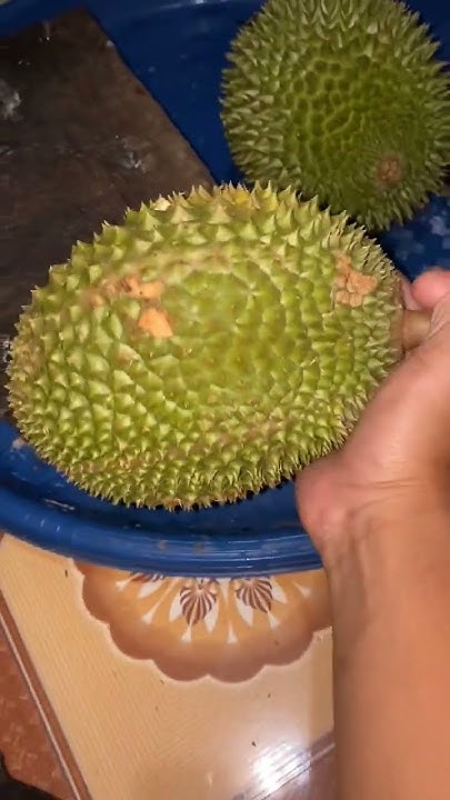 Woow ⁉️ DURIAN LOKAL DURI BOTAK ‼️#duren #durian #shorts #kebun #buah #pecintadurian #viralvideo ...