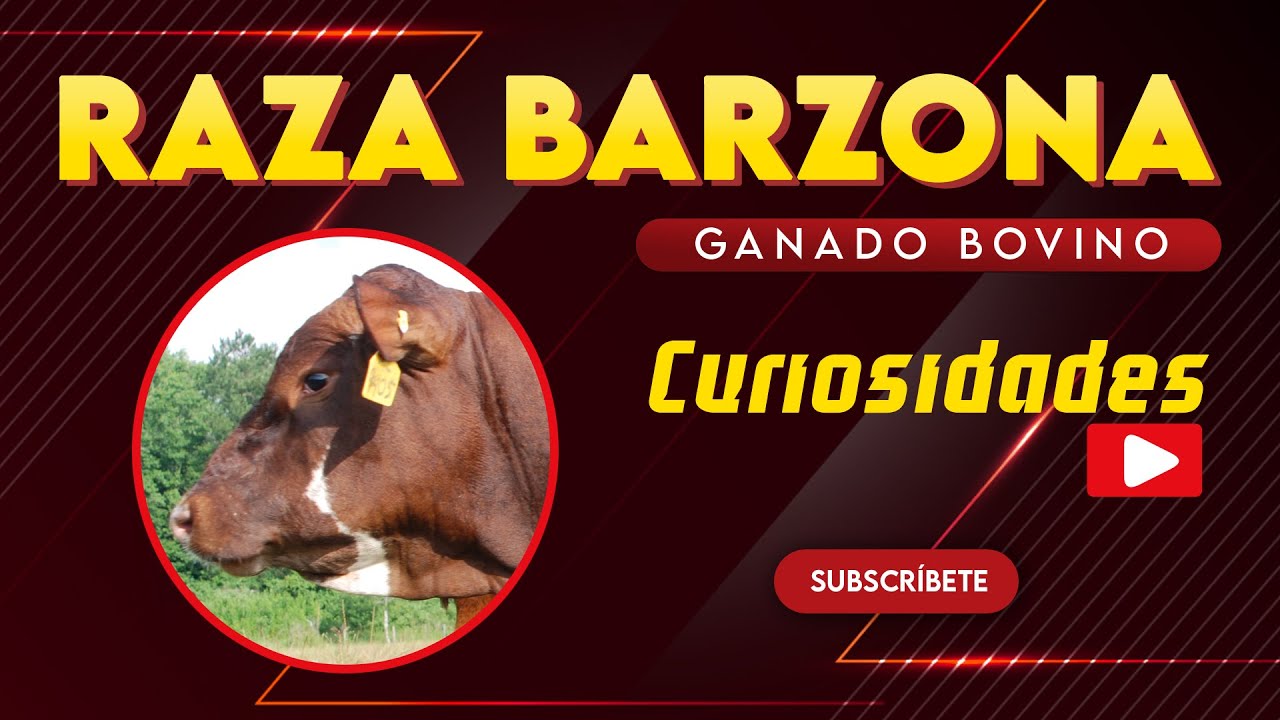 🔴 RAZA BOVINA BARZONA 🏆 Curiosidades de la Raza Ganado Bovino Carnico ...