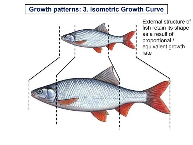 Isometric Pattern Of Growth