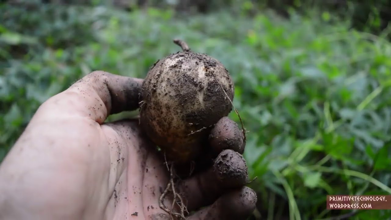 Primitive Technology Sweet potato patch - YouTube