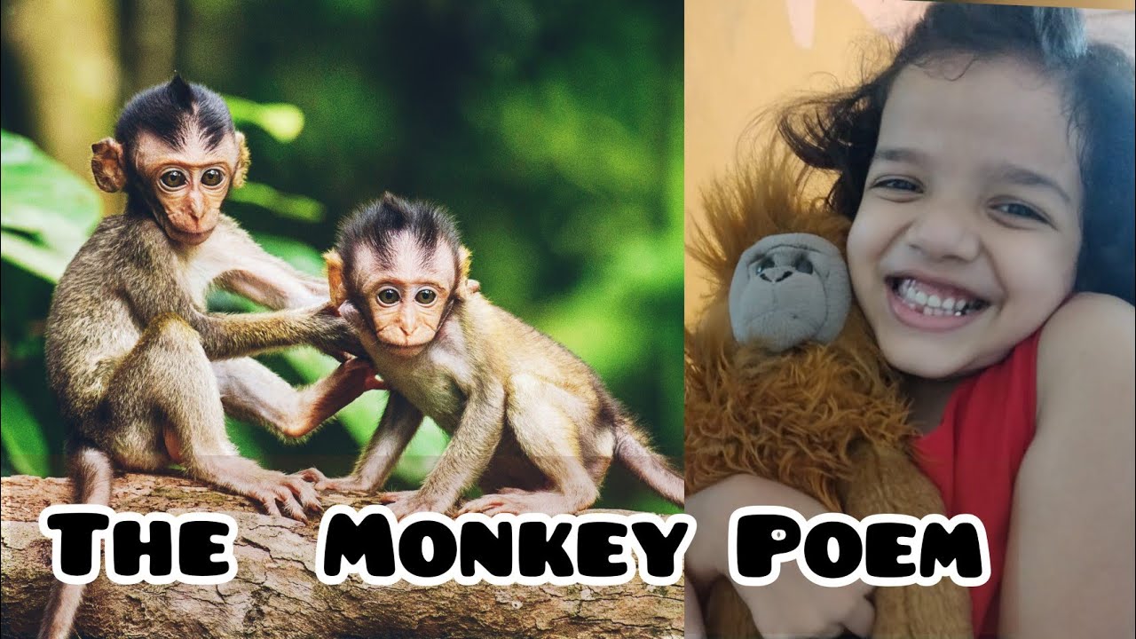 Monkey Poem For Kids | MONKEY SONG for childrens | Nursery Rhymes for ...