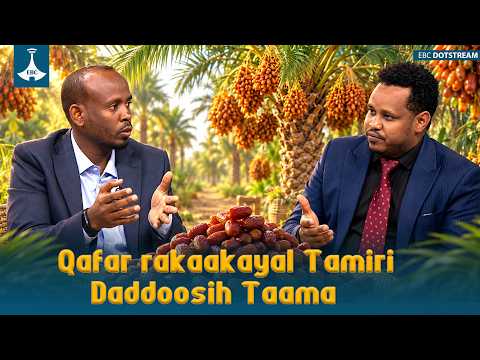 Langitteh celtaati-  Qafar rakaakayal Tamiri Daddoosih Taama.