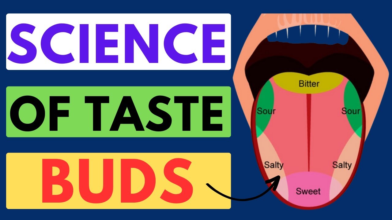 How Do Our Taste Buds Perceive Different Tastes - Science of Taste Buds ...