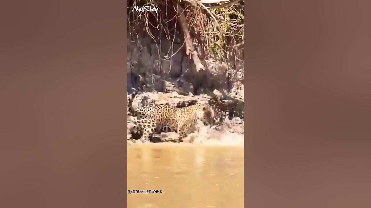 Hidden Python - YouTube