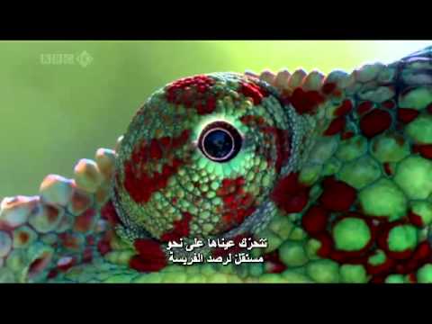 bugs - BBC - YouTube