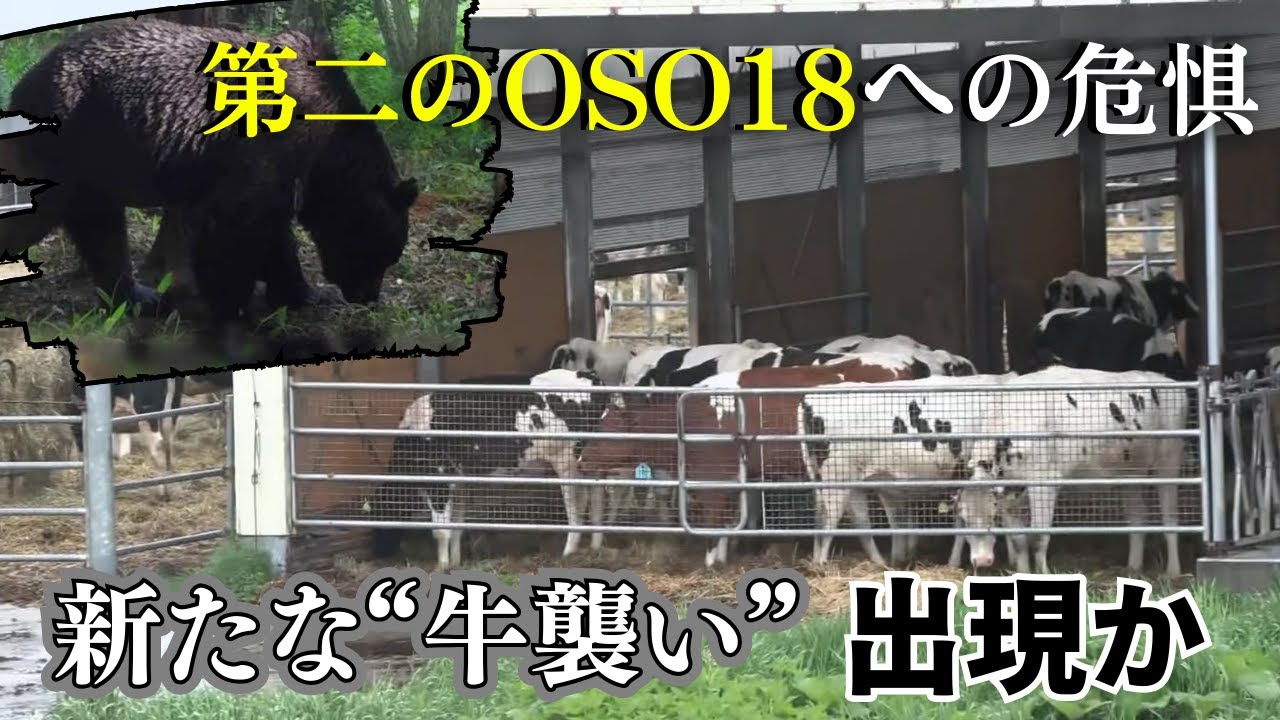 「第2のOSO18 」への危惧 子牛8頭がヒグマに襲われた被害から一夜…箱わな設置し警戒強める 蘇る4年間で牛66頭を襲った“モンスターOSO18”の記憶 町は猟友会などと対策を協議 北海道 ...