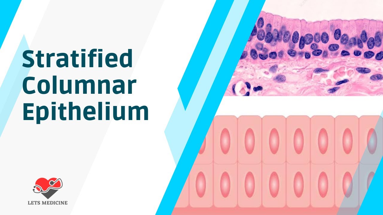 Stratified Columnar Epithelium - YouTube