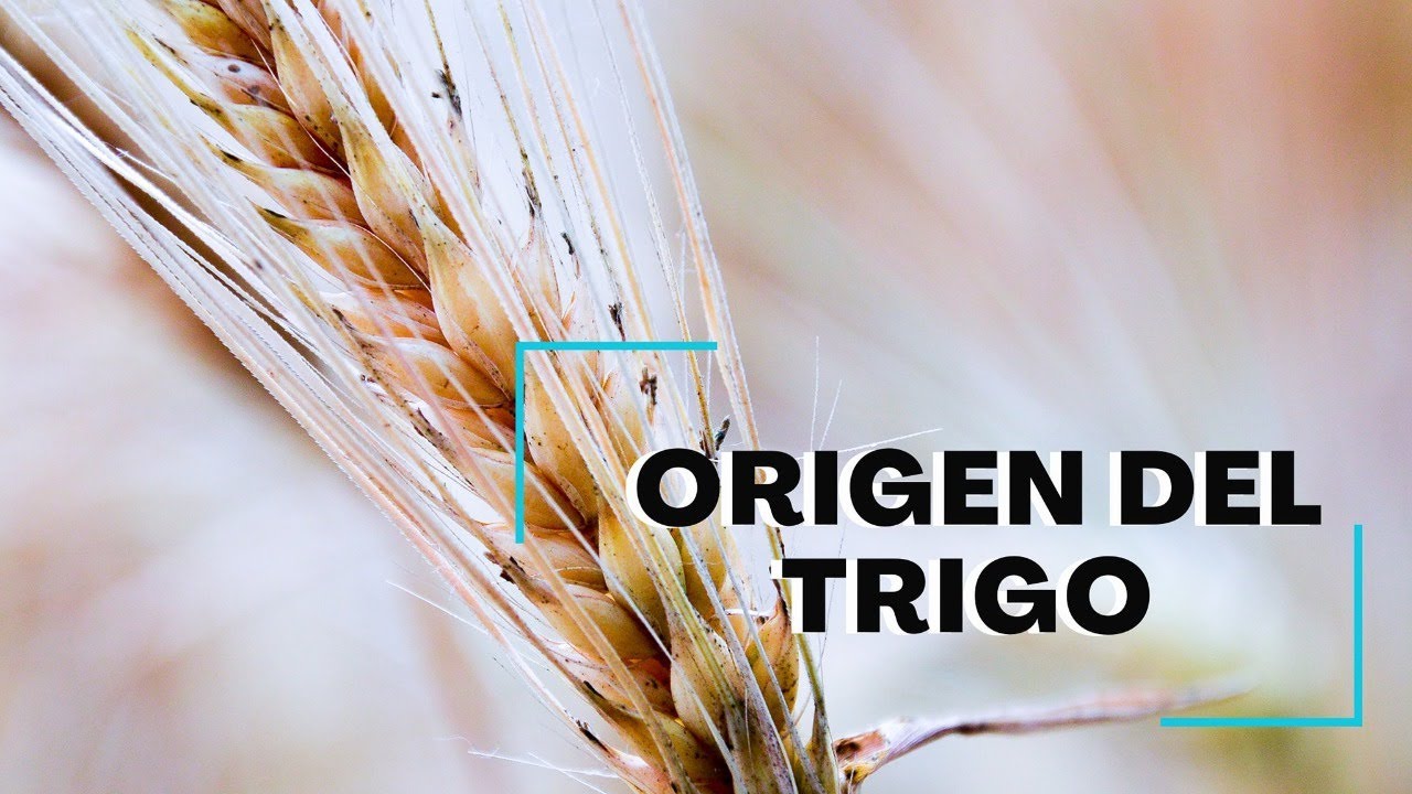 El origen del trigo - YouTube