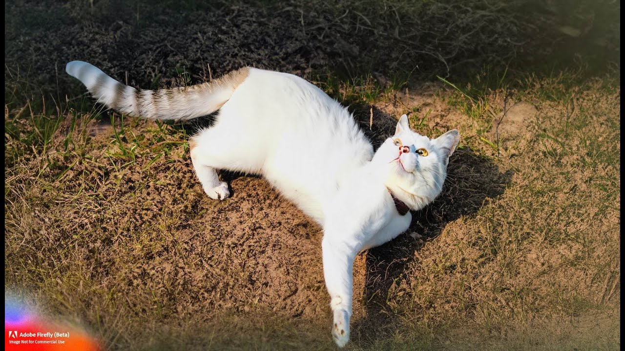 These Cats Will Make You Laugh Until You Cry! - YouTube