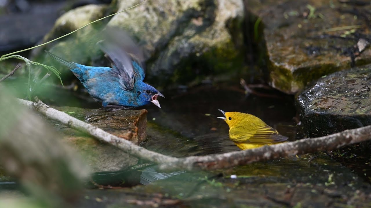 Setophaga petechia YELLOW WARBLER fights with Indigo Bunting over water ...