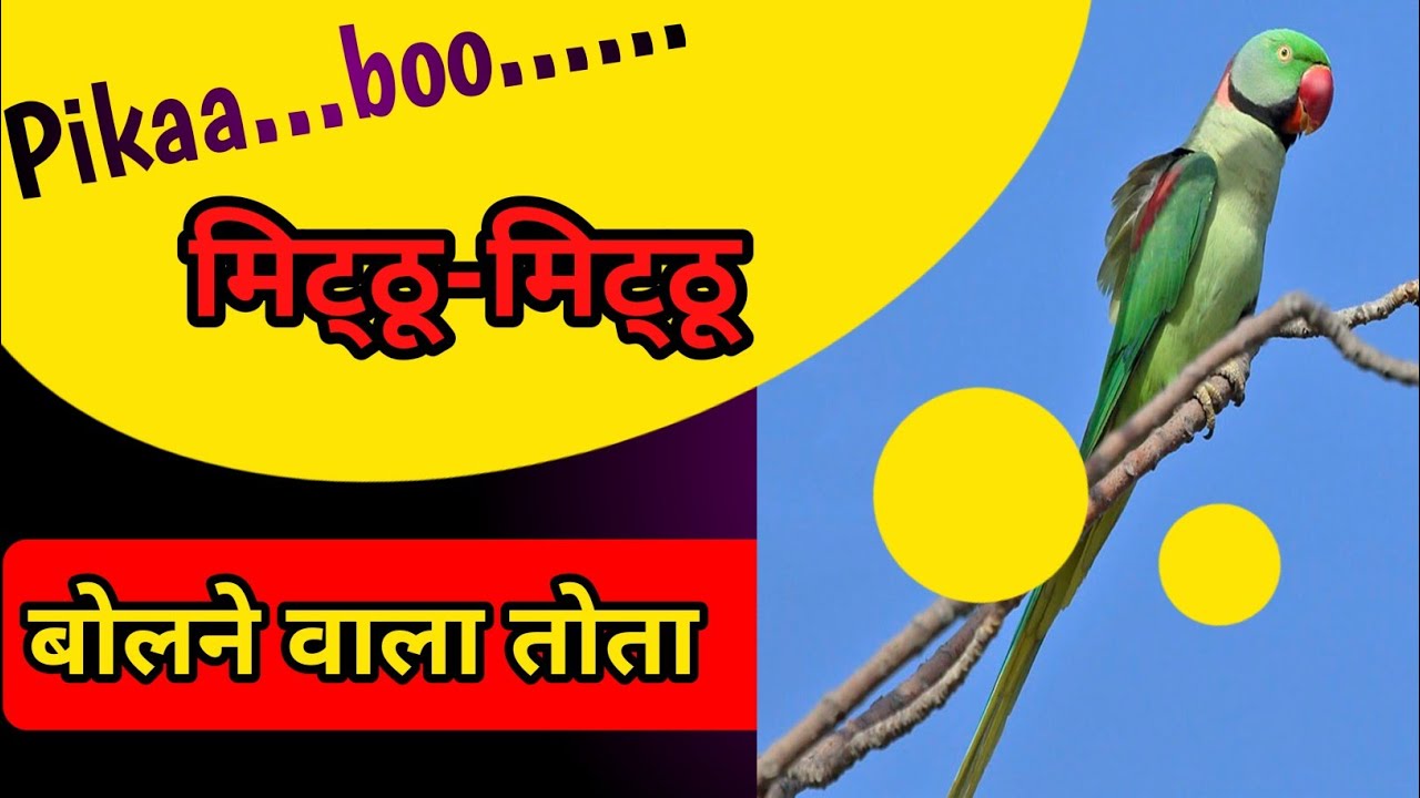 मिट्ठू-मिट्ठू और pika...boo.. बोलने वाला तोता || #alexgenderainparrot # ...