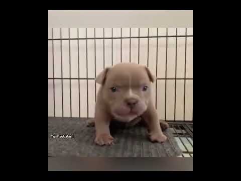 Amusing and amazing DOGS. Part 7 - YouTube