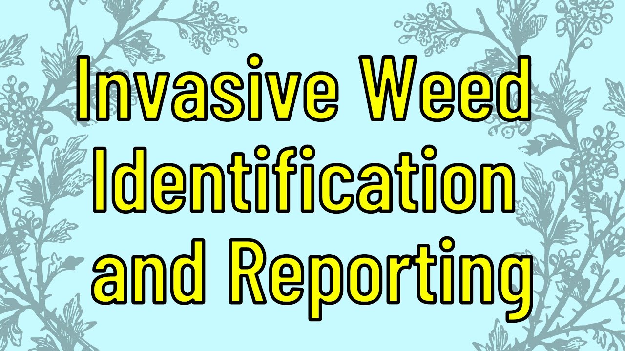 Invasive Weed Identification and Reporting - YouTube