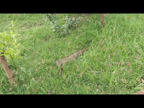The Nile lizard | አርጃኖ | Ethiopia | Sudan - YouTube