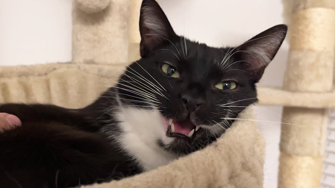 A wise cat once said: - YouTube