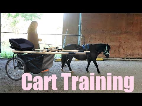 Teaching Our Horse To Pull A Cart! - YouTube