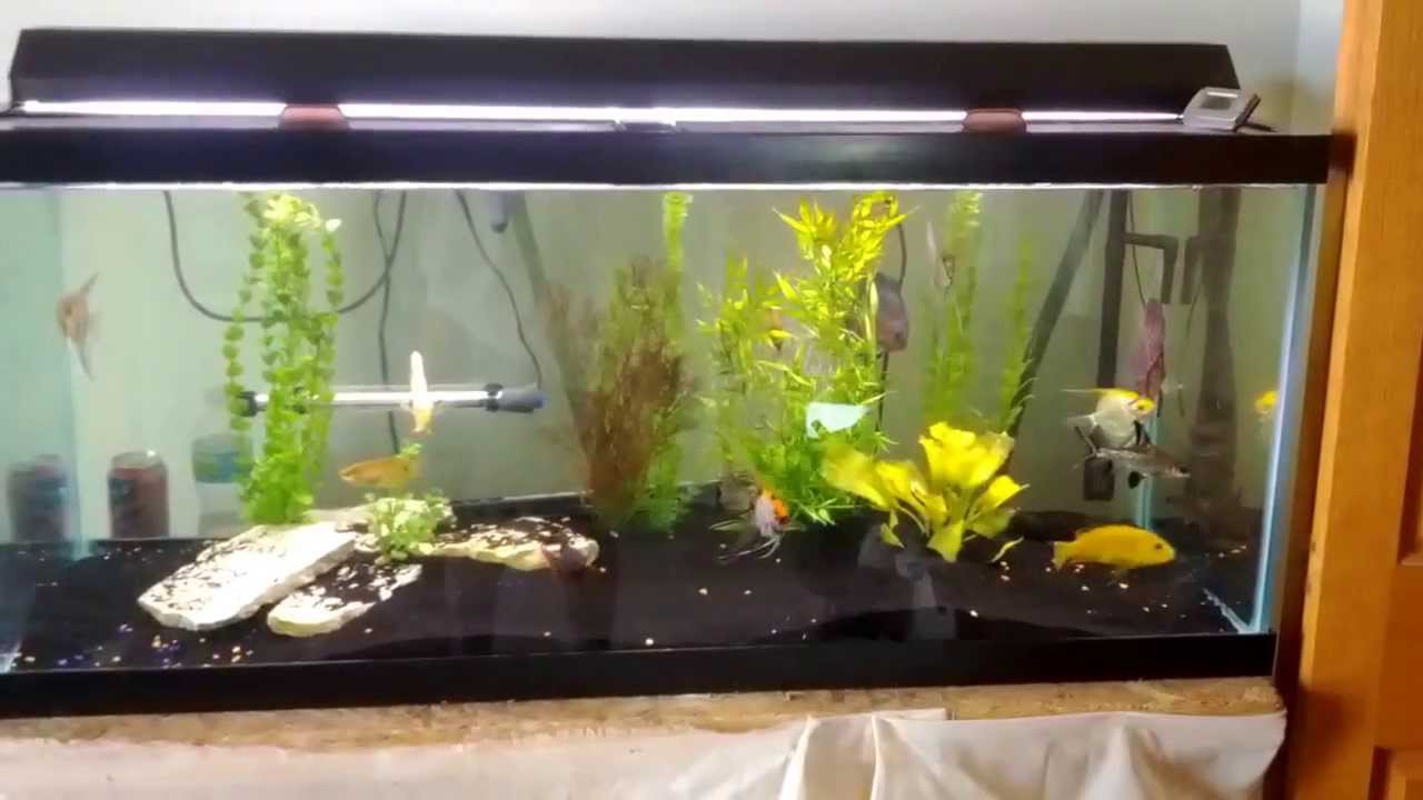 75 gallon aquarium ( discus and angels ) - YouTube
