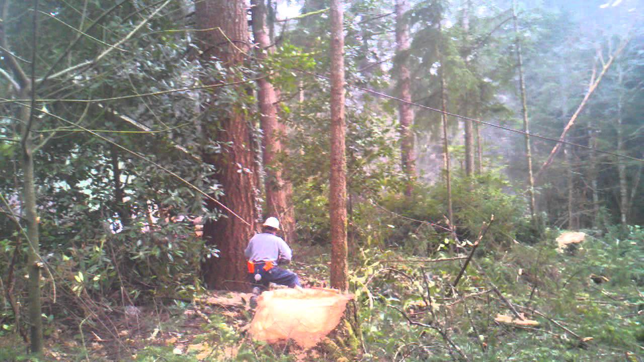 Pulling over fir tree with the skidder - YouTube