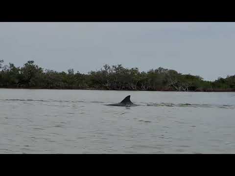 Another dolphin adventure - YouTube
