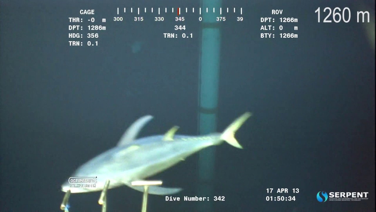 Deep diving tuna - YouTube