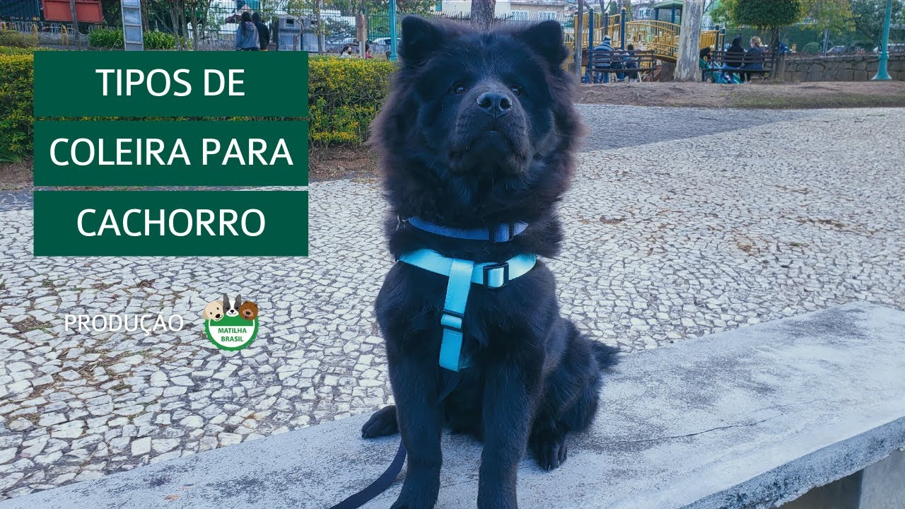 Tipos de COLEIRA PARA CACHORRO: do colar tradicional ao peitoral ...