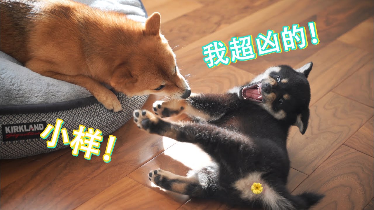 Shiba inu fighting for toy, who's the drama queen? - YouTube
