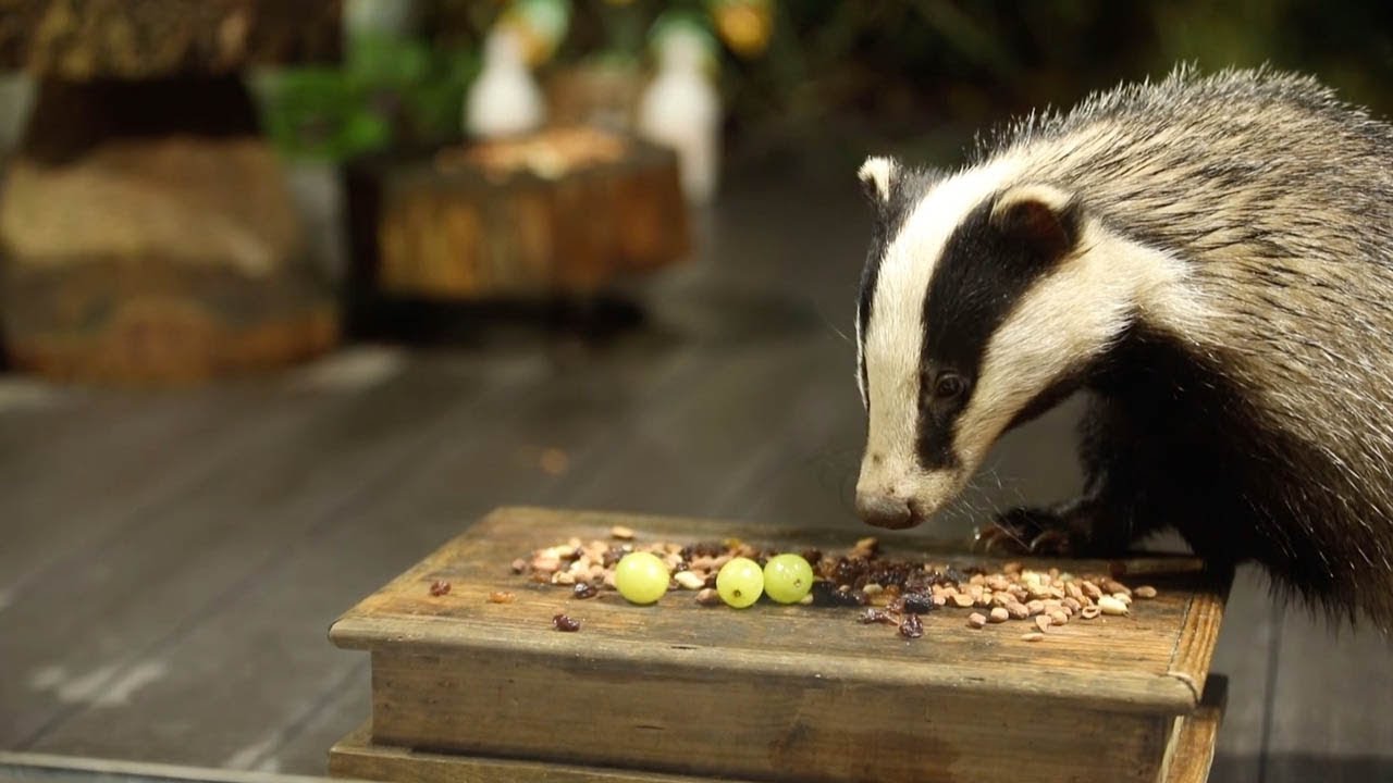 Badger Eating