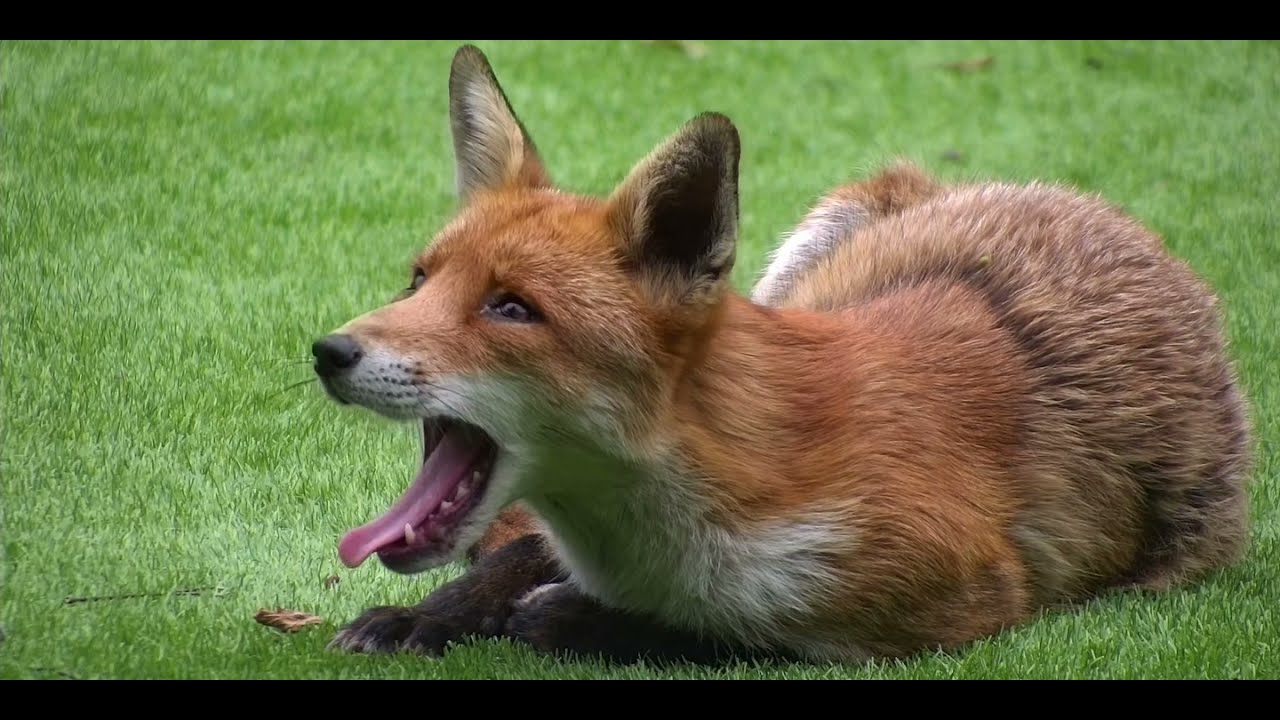 A very relaxed fox - YouTube