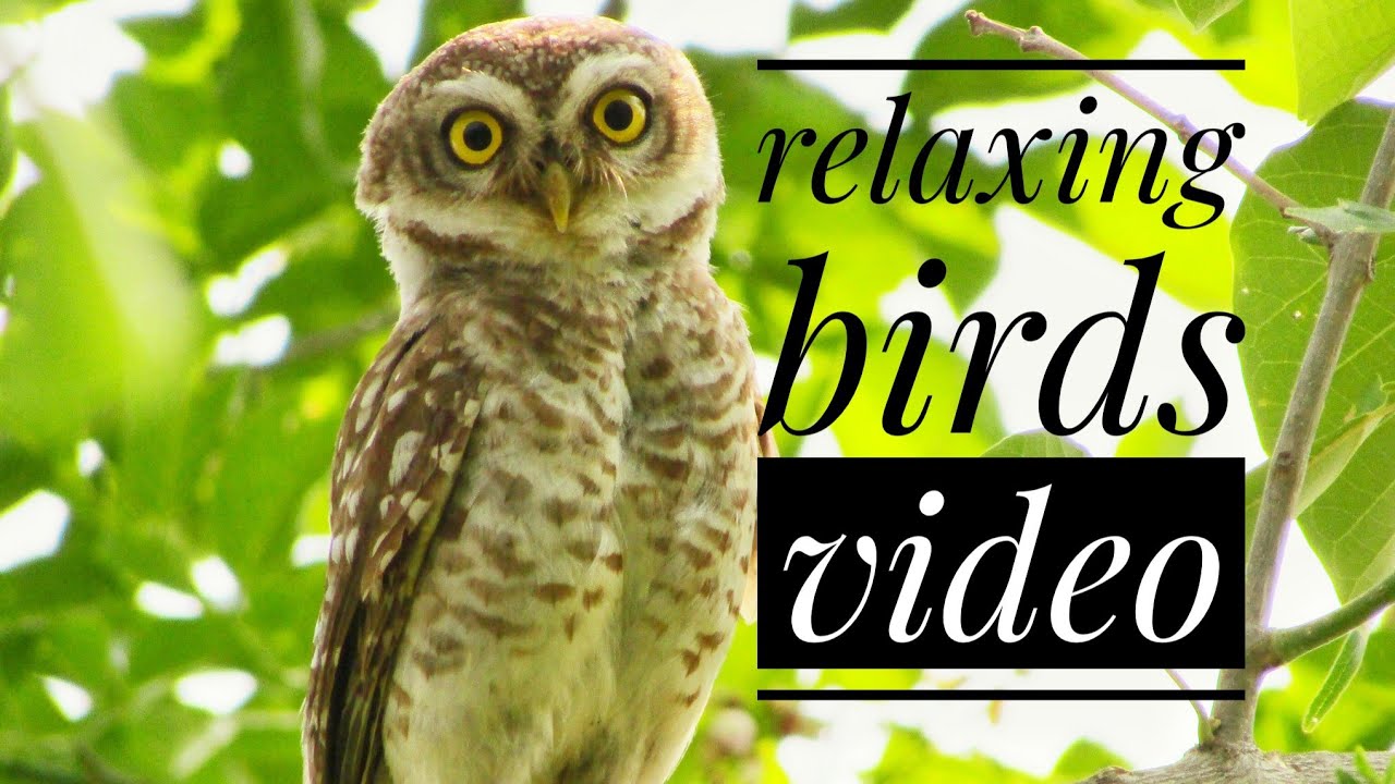 Relaxing birds videos ||wild Birds sounds - YouTube