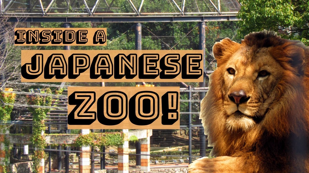 Inside a Japanese Zoo - Fukuoka Japan! - YouTube