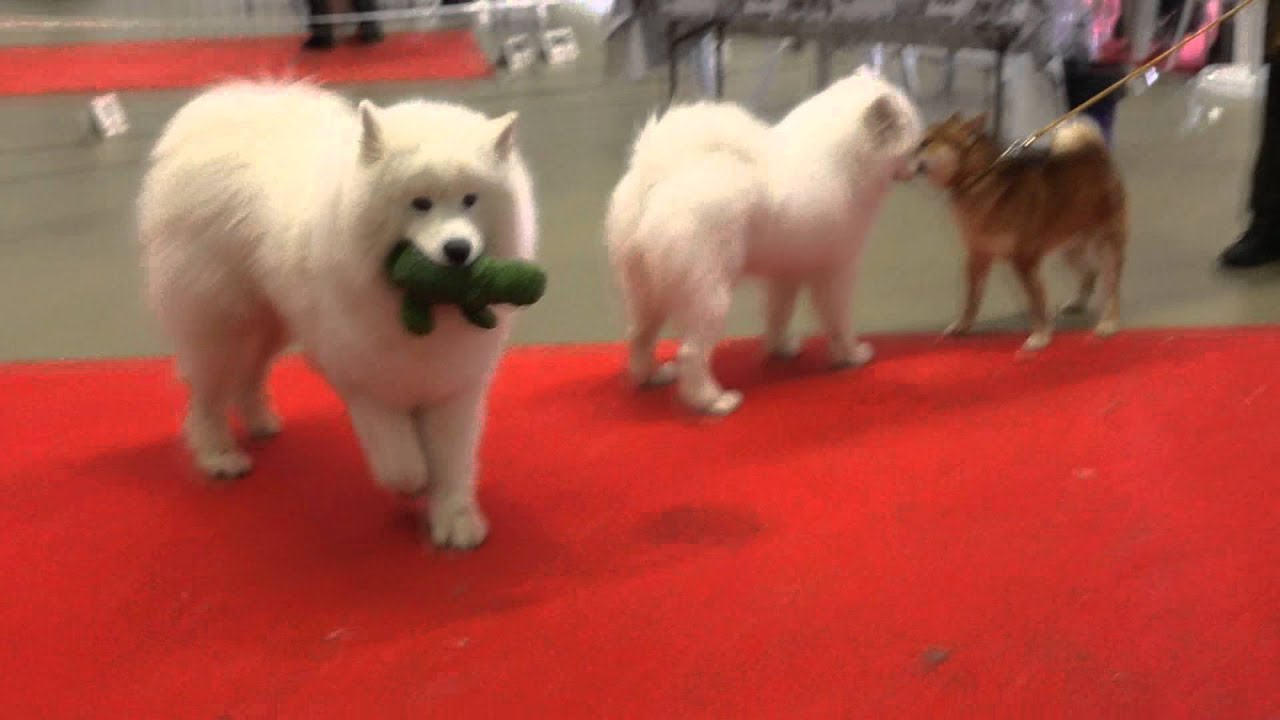 Paris dog show 2016 Samoyed - YouTube