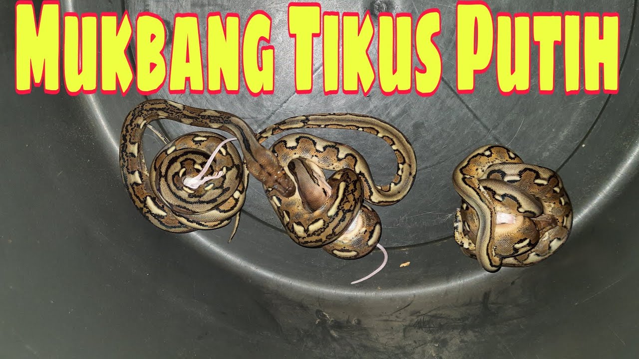 Ngasih Makan Puluhan Ular Python Terbesar Didunia..‼️ - YouTube