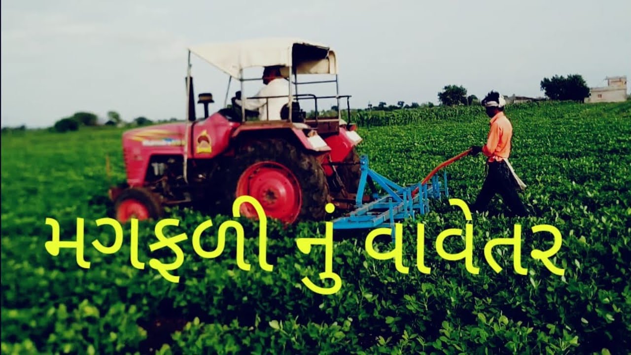 मूंगफली की खेती mufali ki kheti Gujaratipeanuts farming || village life ...