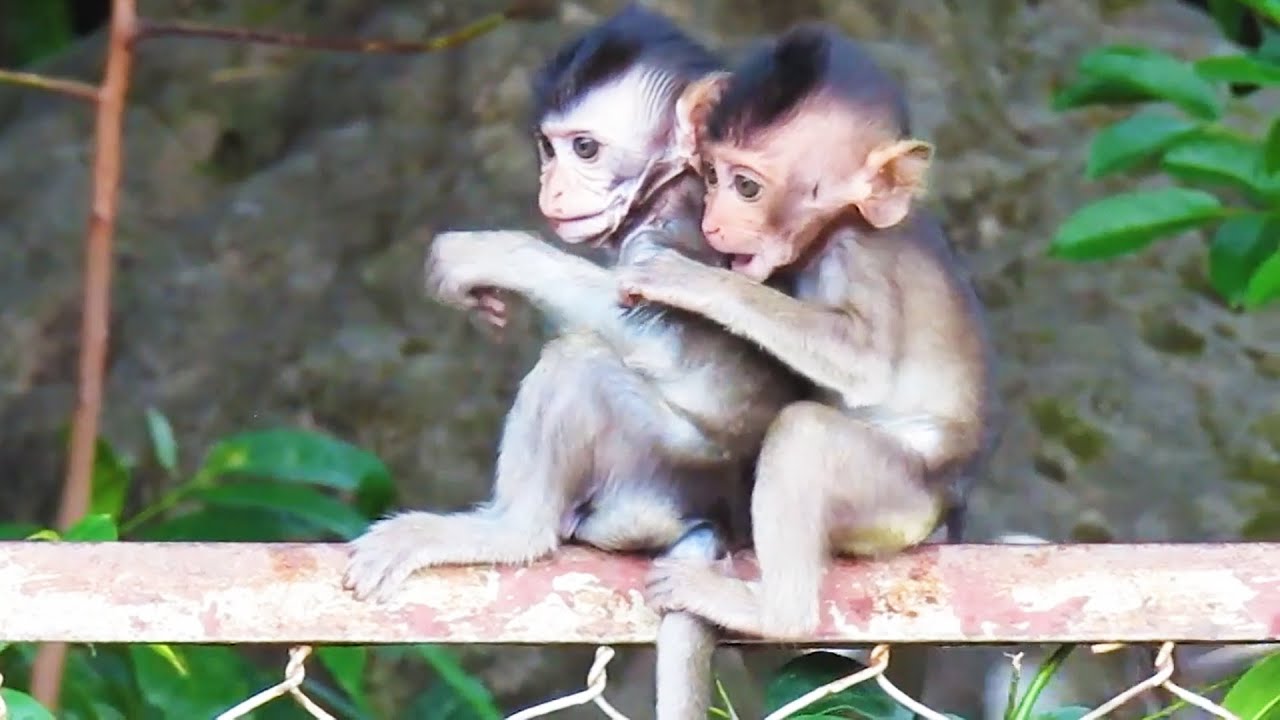 Look ! cute baby monkey with his friend play around in forest - YouTube