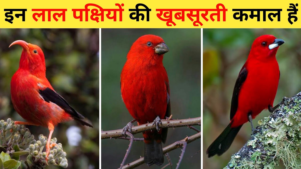 सबसे सुंदर लाल चिड़िया | 10 Most Beautiful Red Birds In The World ...