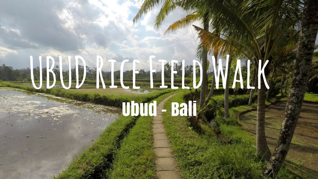 Ubud Rice Field Walk - YouTube