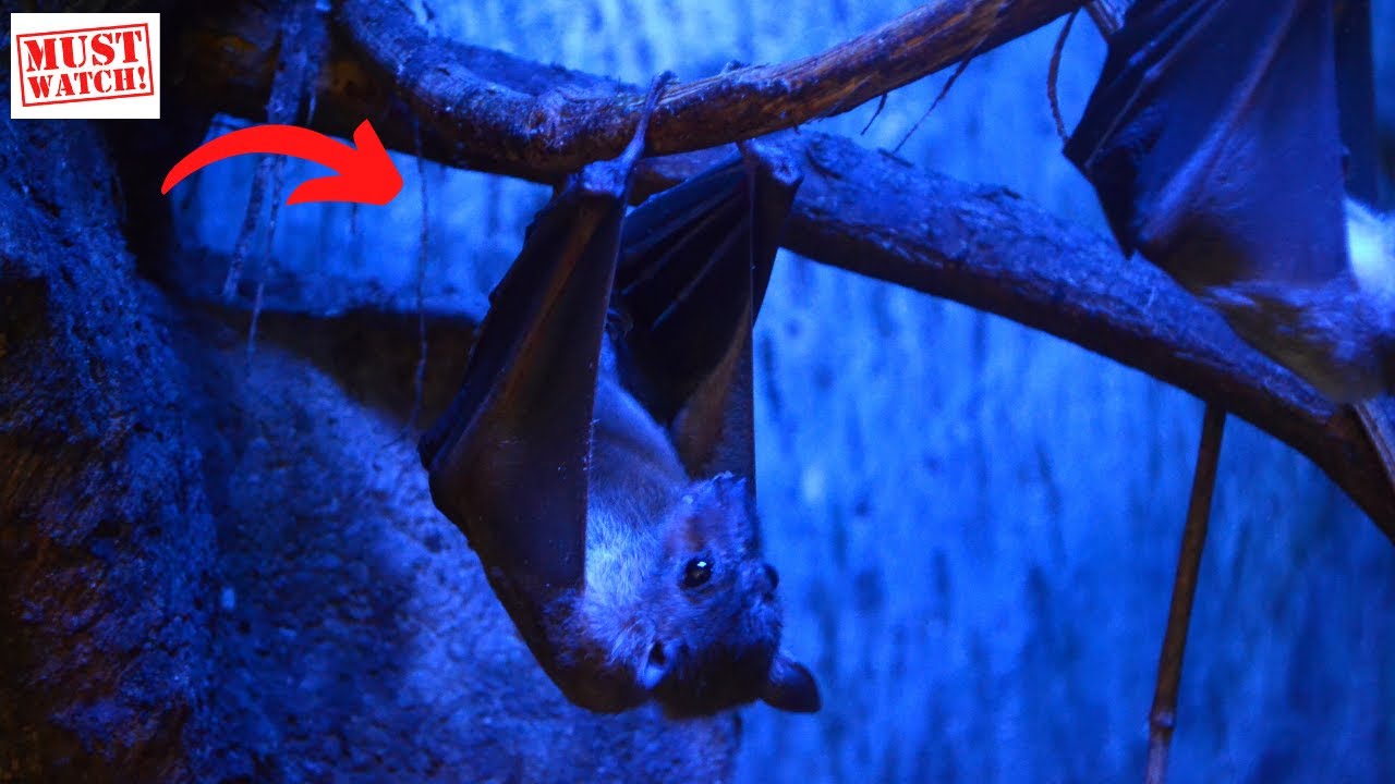 Amazing Facts About Bats Youtube