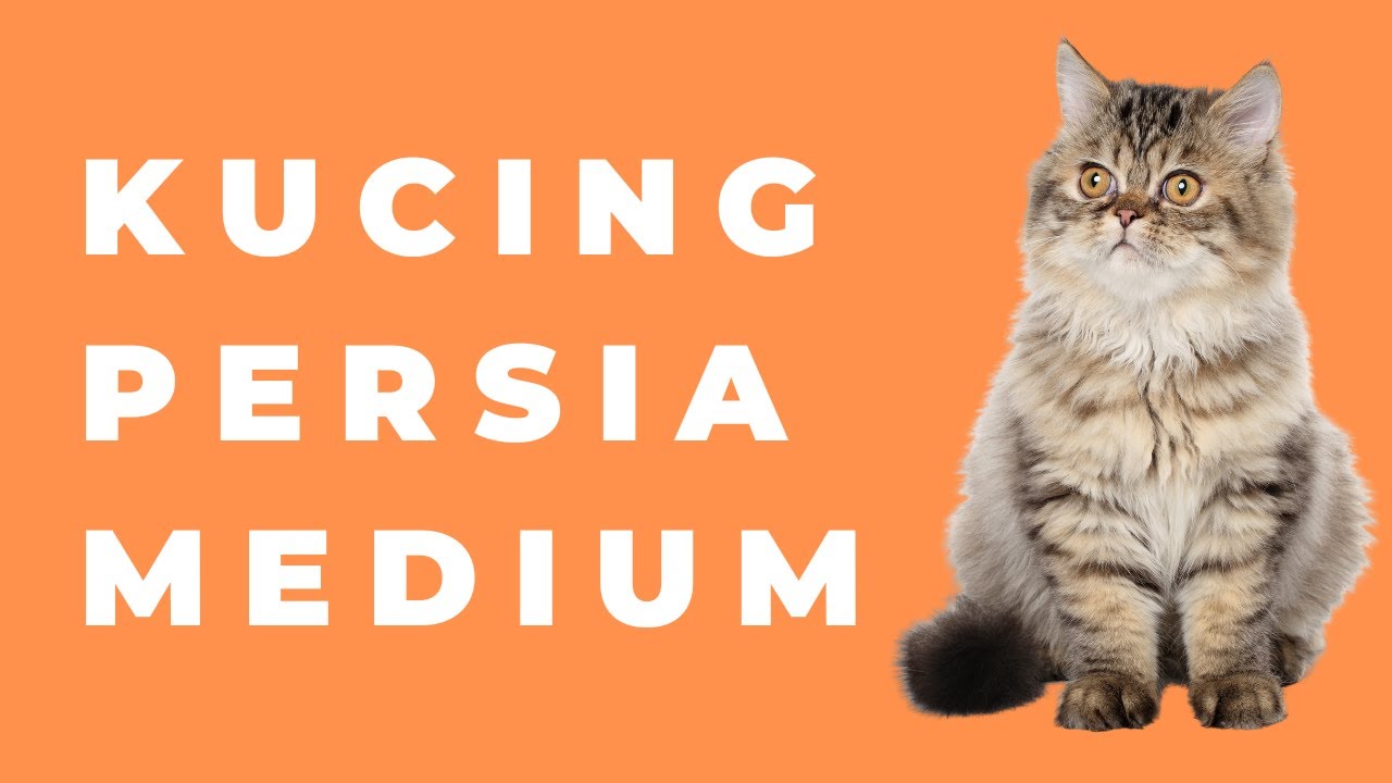 Kucing Persia Medium: Karakteristik, Perawatan, dan Kepribadian - YouTube