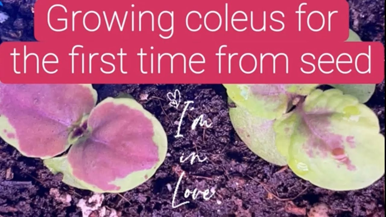 Timelapse: How I grew coleus for the first time from seed ...