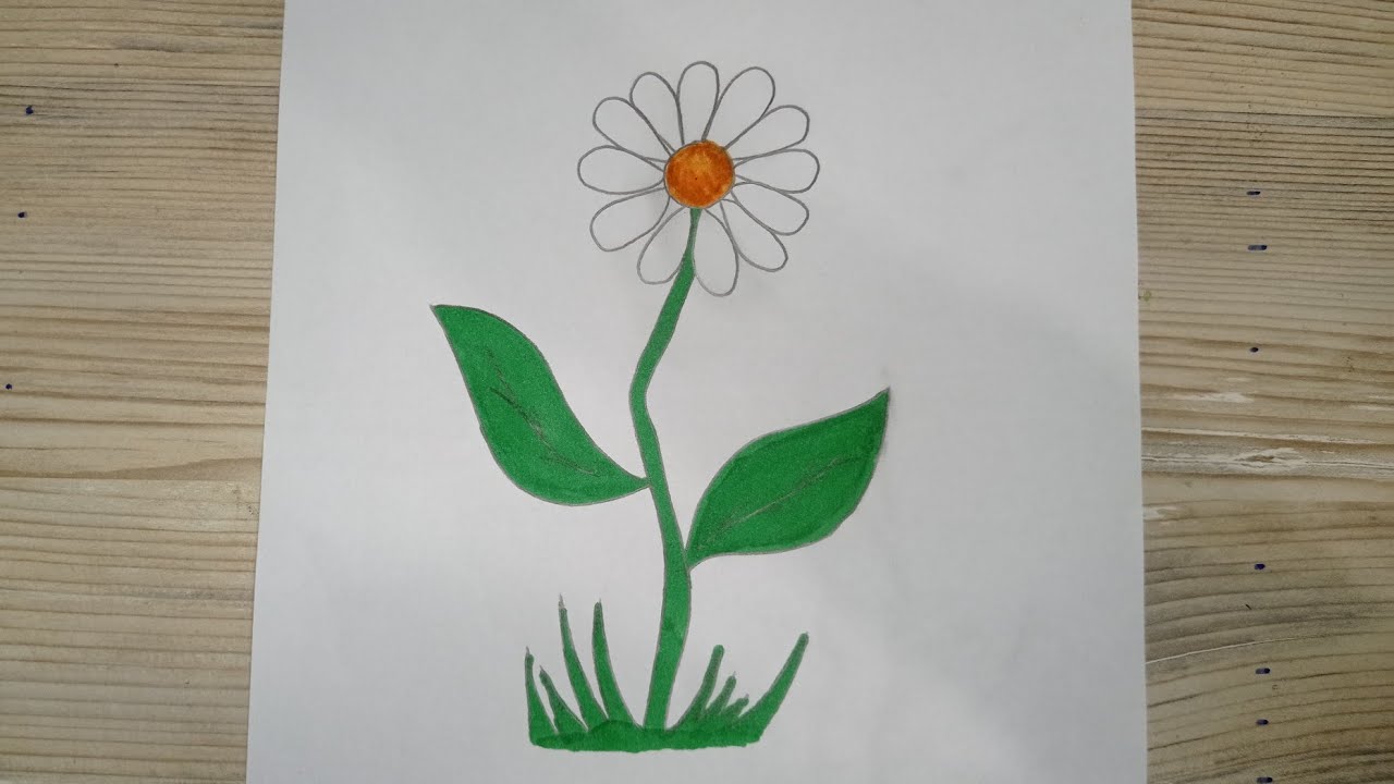 Daisy Drawing // Papatya Çizimi - YouTube