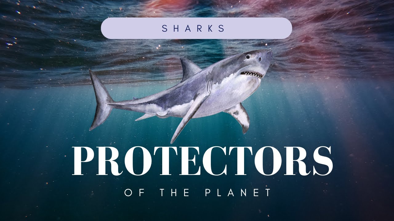 Sharks Protectors of the Planet - YouTube