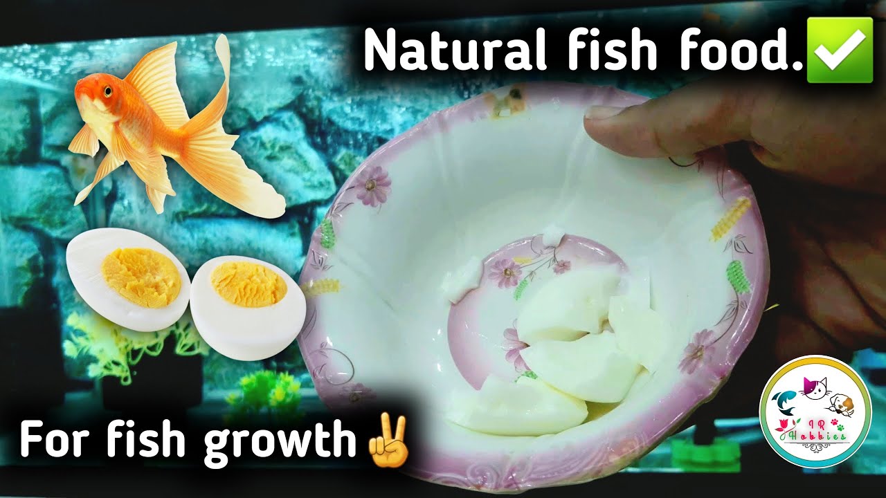 Fish food for all aquarium fish | natural Aquarium fish food | food for ...
